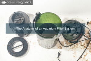 The Anatomy of an Aquarium Filter System | Ocean Life Aquatics